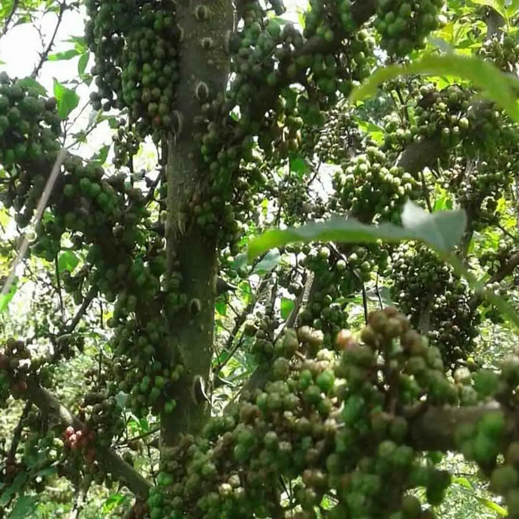 Andaliman - Keranjang Petani